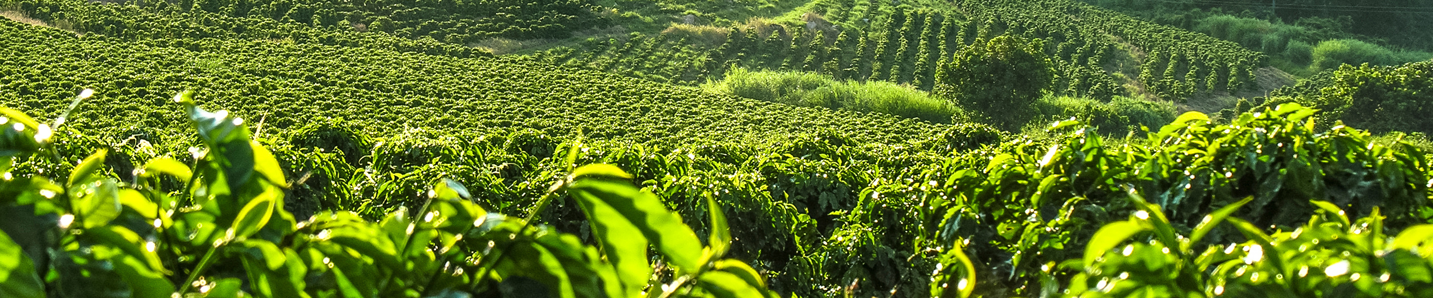 Devenez distributeur officiel de pulvérisateurs professionnels Inter